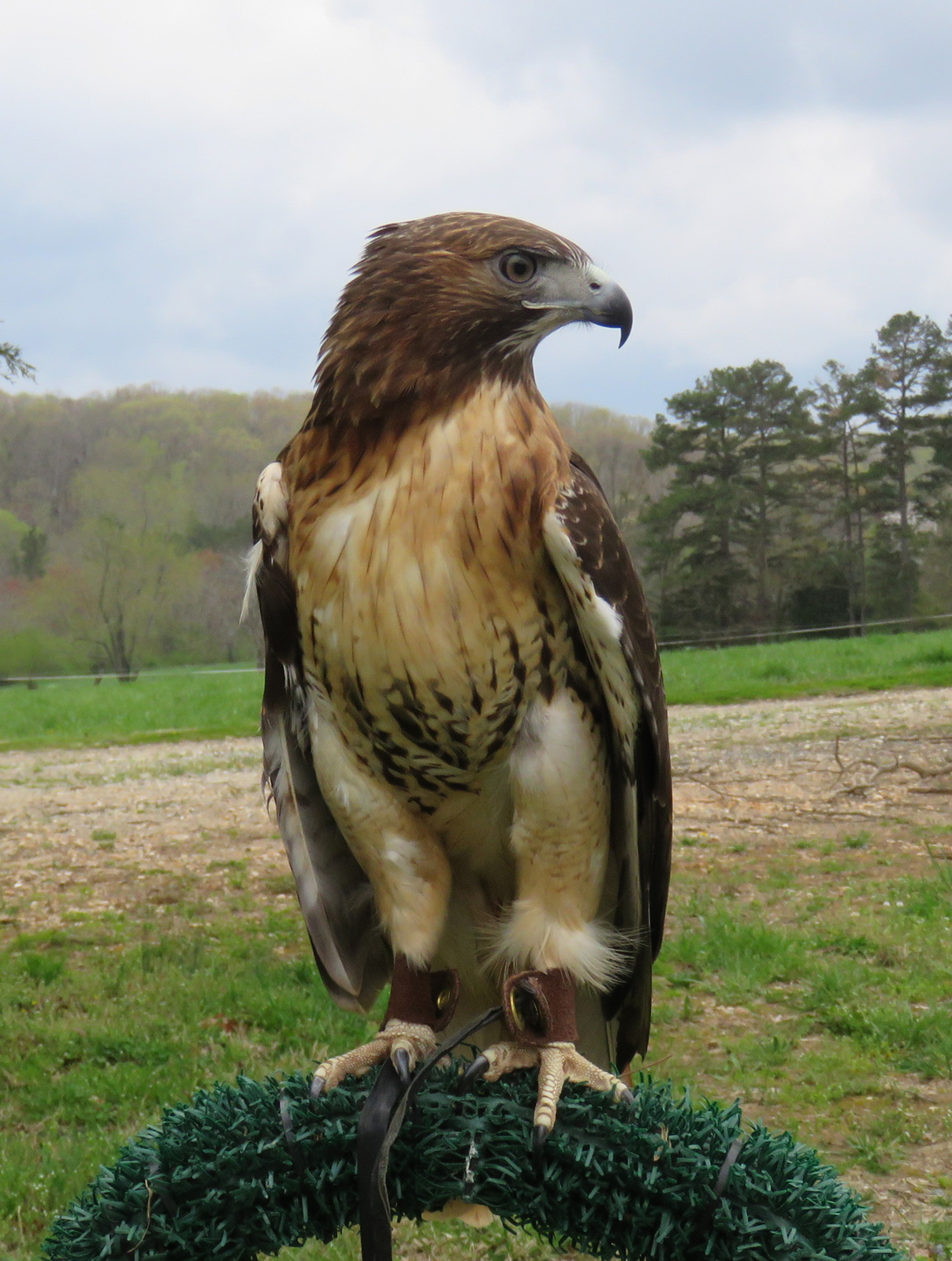Red-tailed Hawks – Owl's Roost Wildlife Education